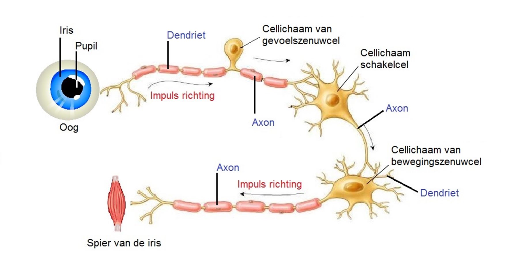 Krijg je neuropathie (zenuwziekte) door alle draadloos? – Stralingsleed